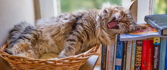 10 of the Best Cat Books for Cat Lovers